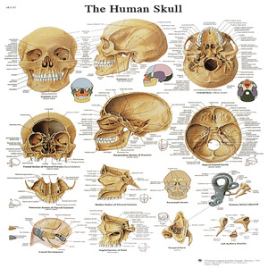 Fabrication Enterprises, Inc. Anatomical chart: skull, laminated ...