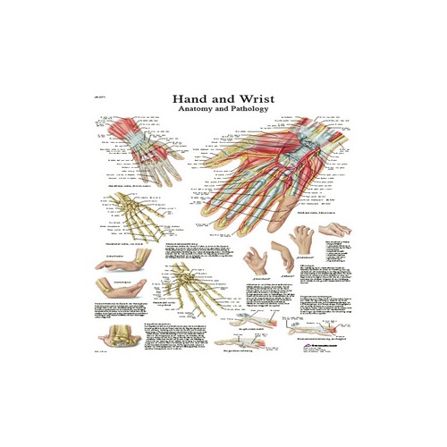 Fabrication Enterprises, Inc. Anatomical chart: hand & wrist, laminated ...